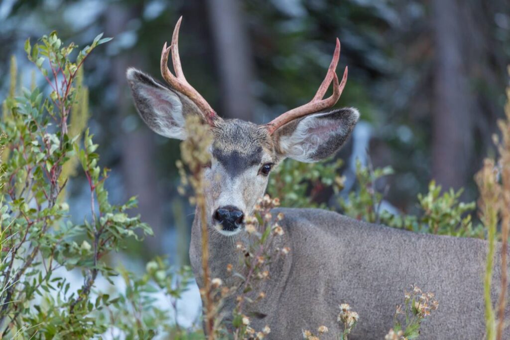 Opening Season Deer Camp - Dine Wild
