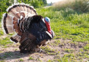 What Do Wild Turkeys Eat in Different Seasons - Dine Wild