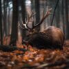 Hunting Elk in Ontario - Dine Wild